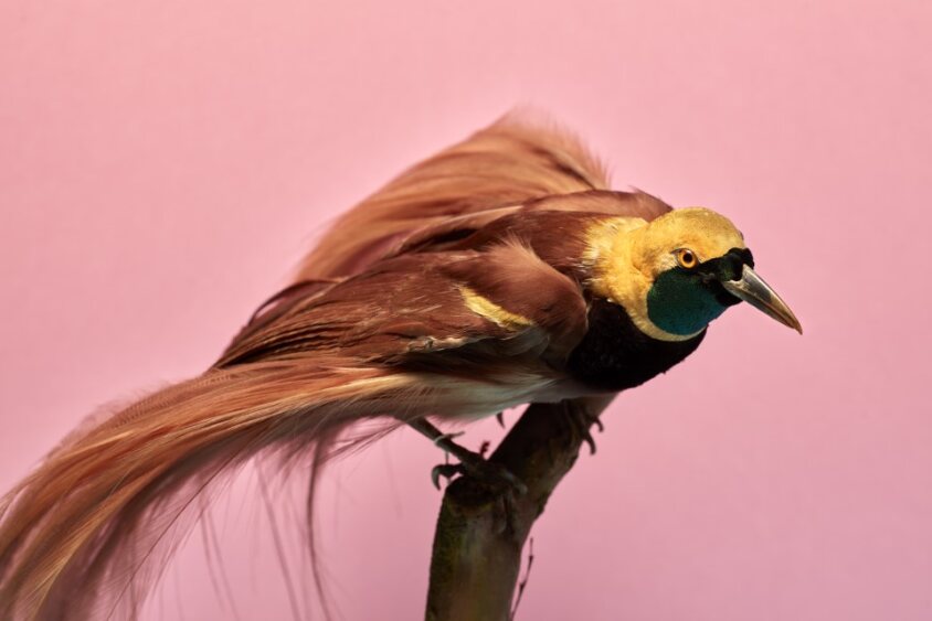 Birds: Brilliant & Bizarre – Natural History Museum’s Exciting New ...