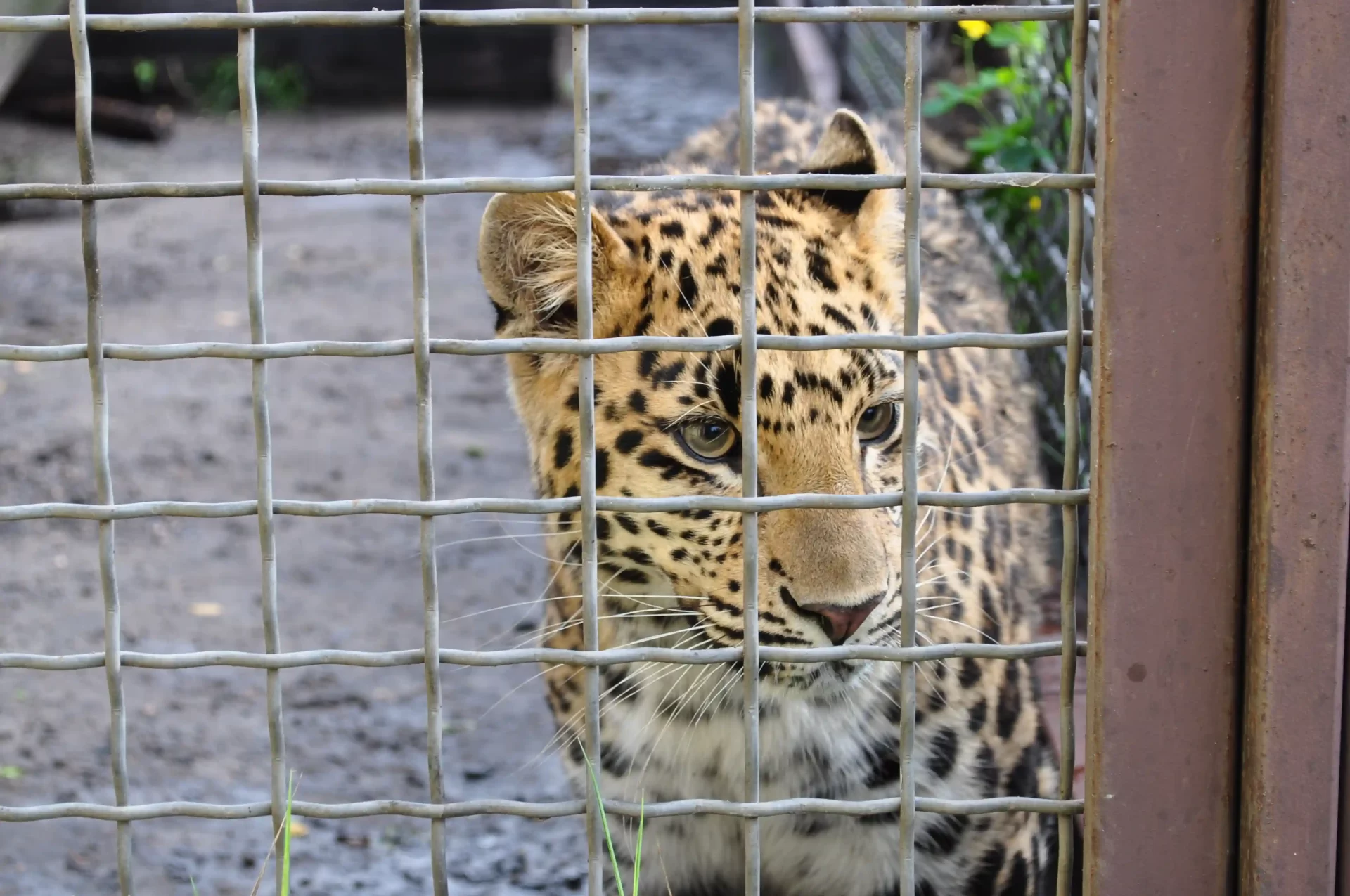 From Cramped Cells to the African Sun: Rescued Leopards’ Fresh Start ...