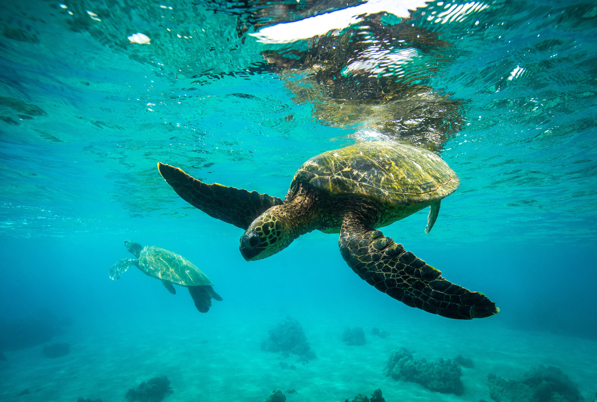 FOUR SEASONS RESORT MAUI EXPANDS MĀLAMA HAWAI’I PROGRAM THIS NATIONAL ...