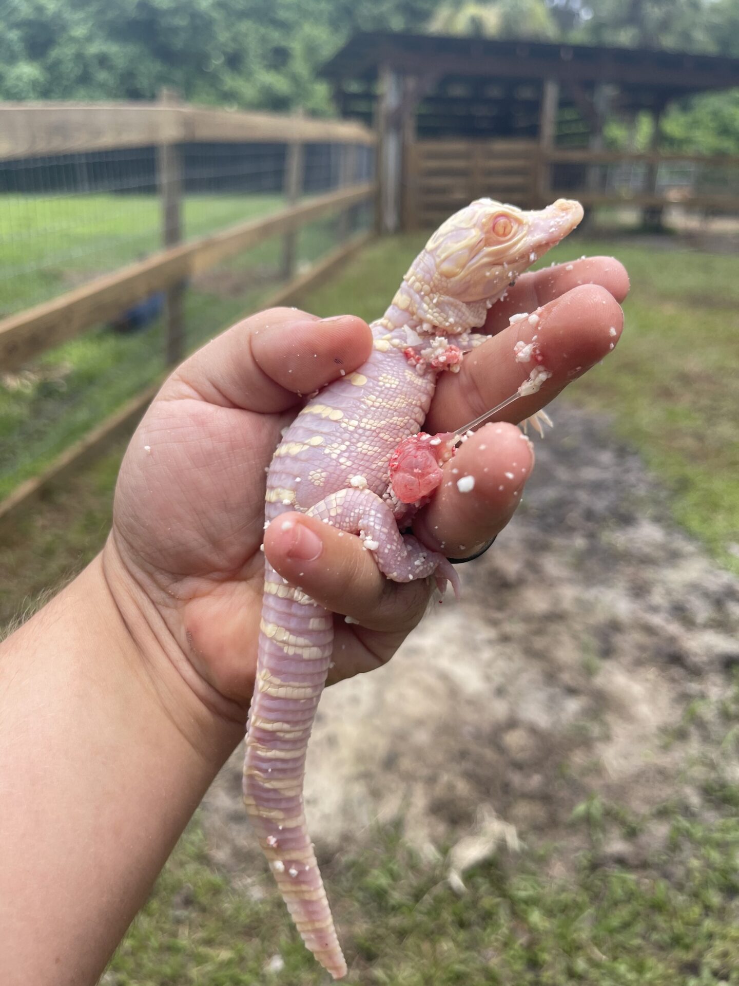 Wild Florida Welcomes New Baby Albino Gator, Exclusive Albino Gator ...