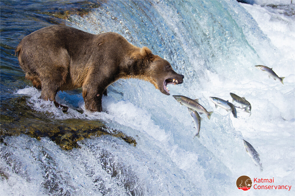 Fat Bear Week Celebrates 10th Anniversary: A Decade of Grizzly Giants ...
