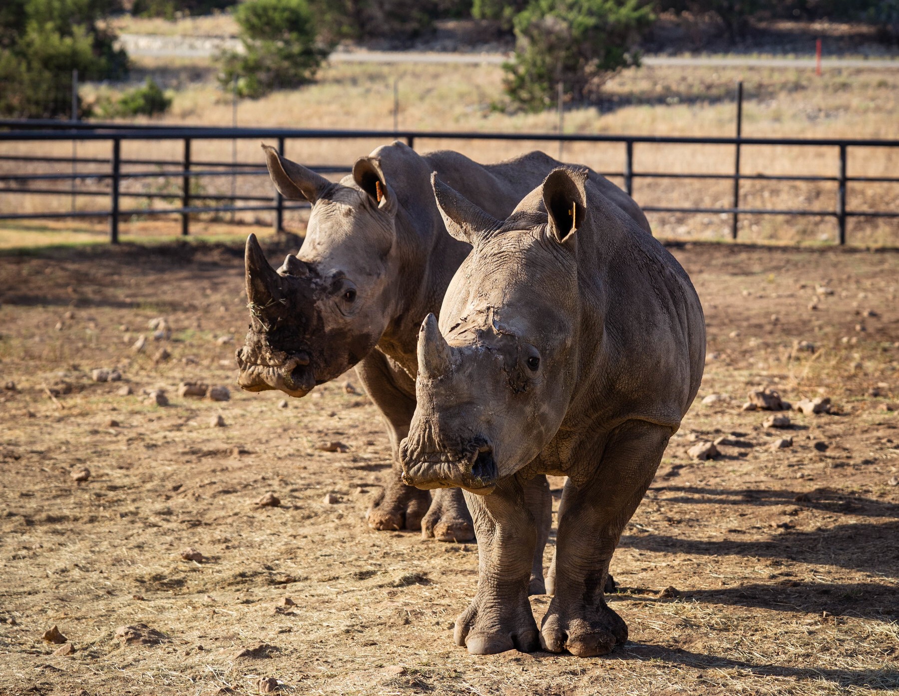 Natural Bridge Wildlife Ranch Celebrates Second Southern White Rhino ...