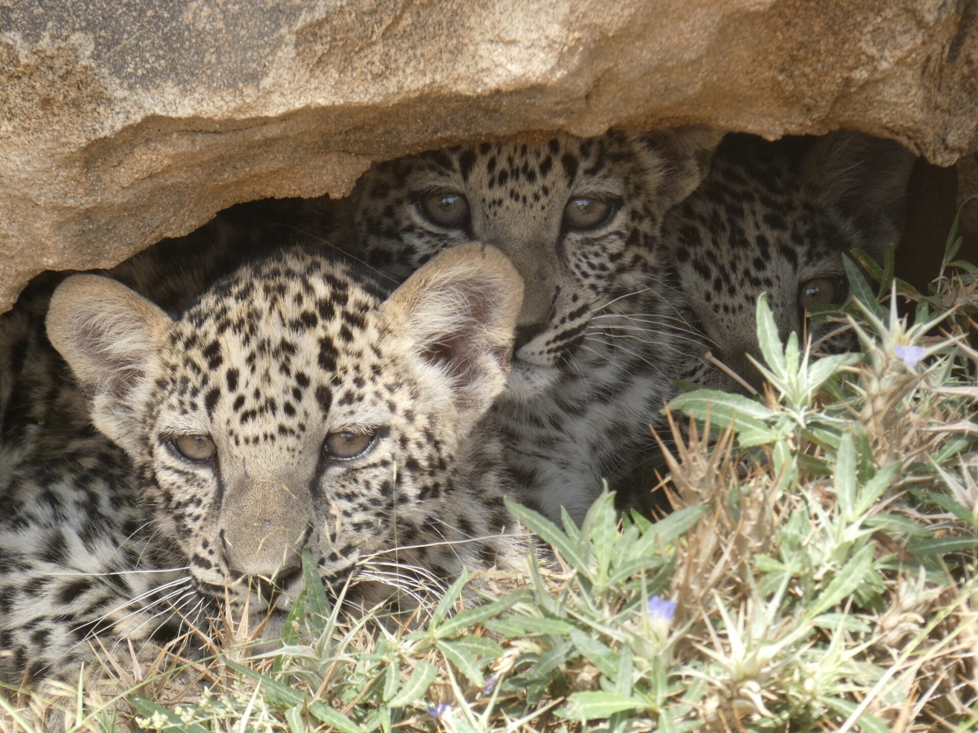 Royal Commission for AlUla Celebrates Birth of Rare Arabian Leopard ...